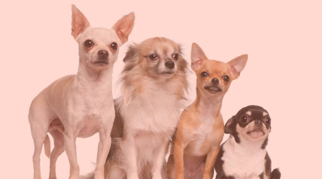 100 nombres para perros machos pequeños y su significado - Nombre para ...