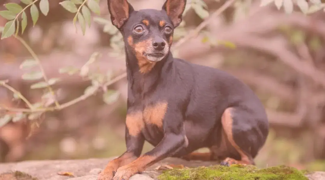 Nombres de perros pincher - Nombre para perros